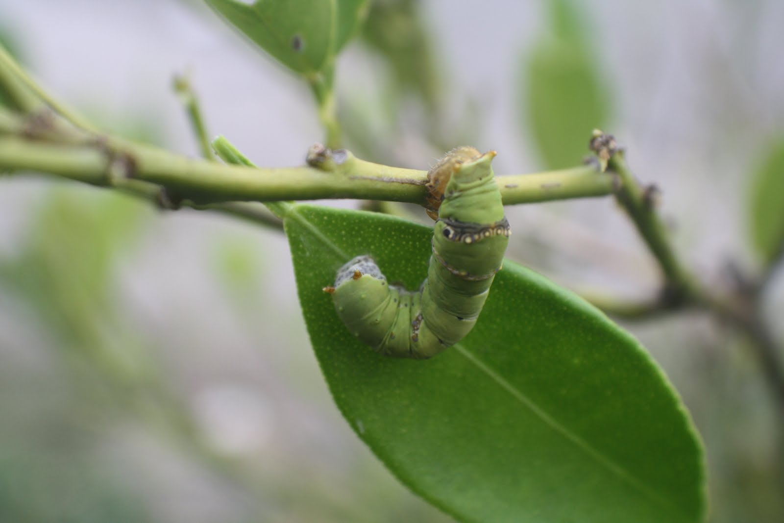 ~uLat BuLu NaiK DauN~ | Key-Sah Are-Ku Ke???