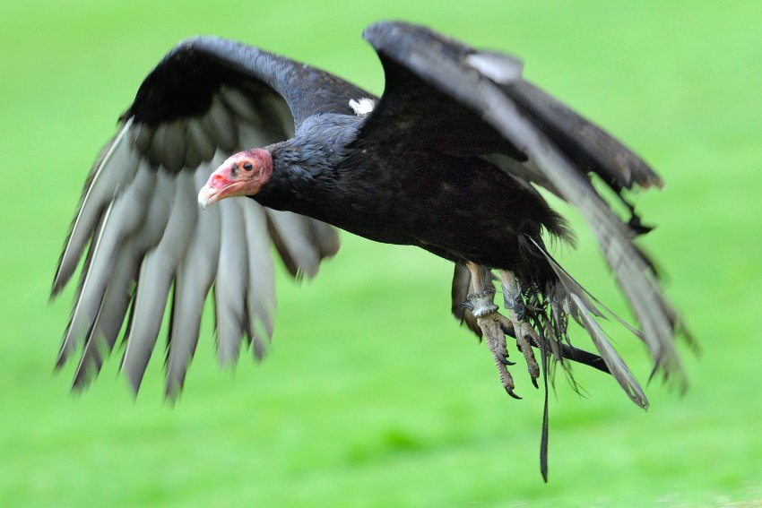 ANIMALS BEHAVING BADLY: Bad Bird Roundup