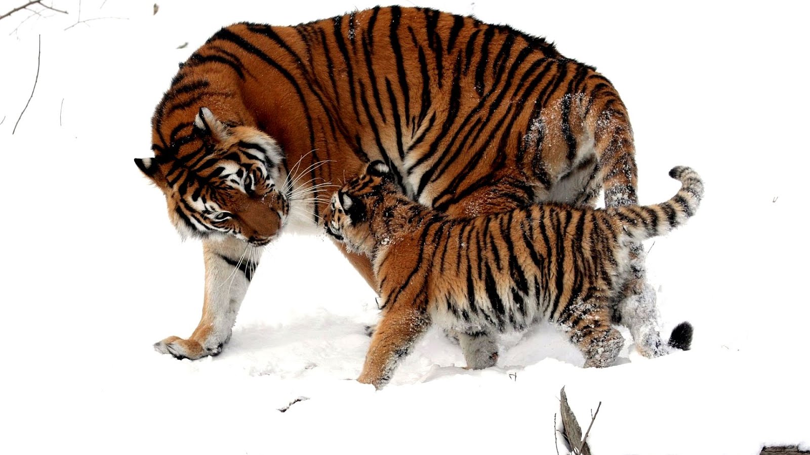 How Can We Help Endangered Tigers - Danger Choices