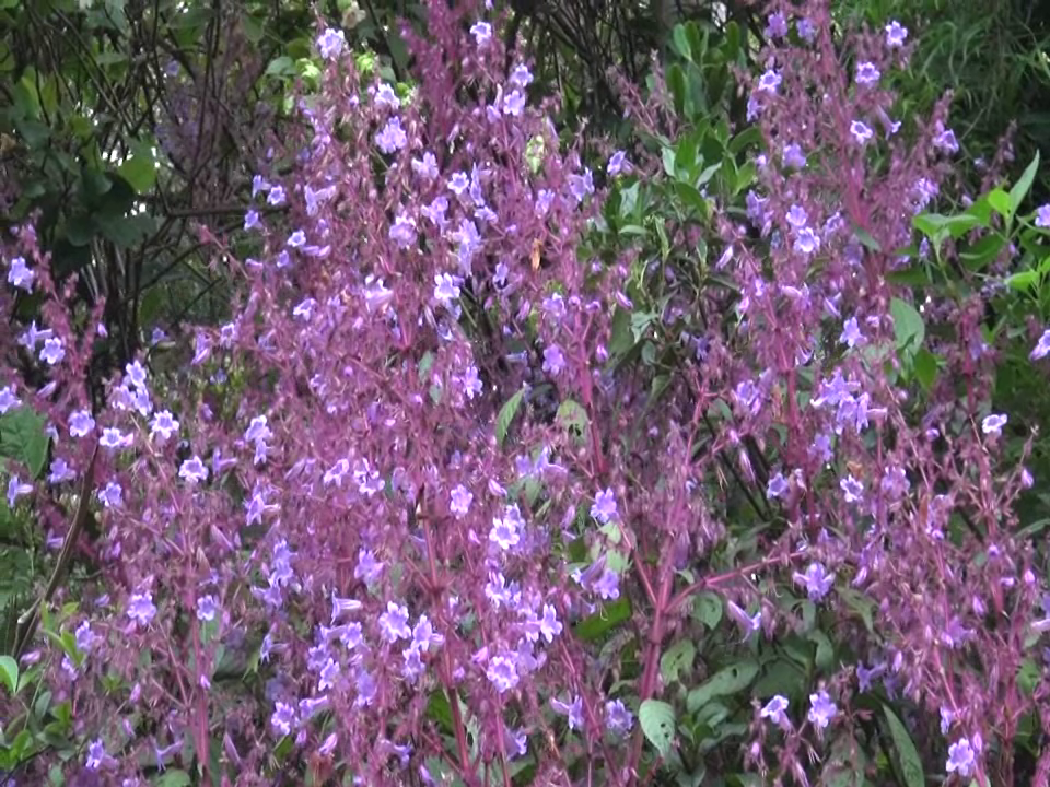 වසර 12 කට පසු නුවරඑළියේ නෙළු මල් පිපිලා