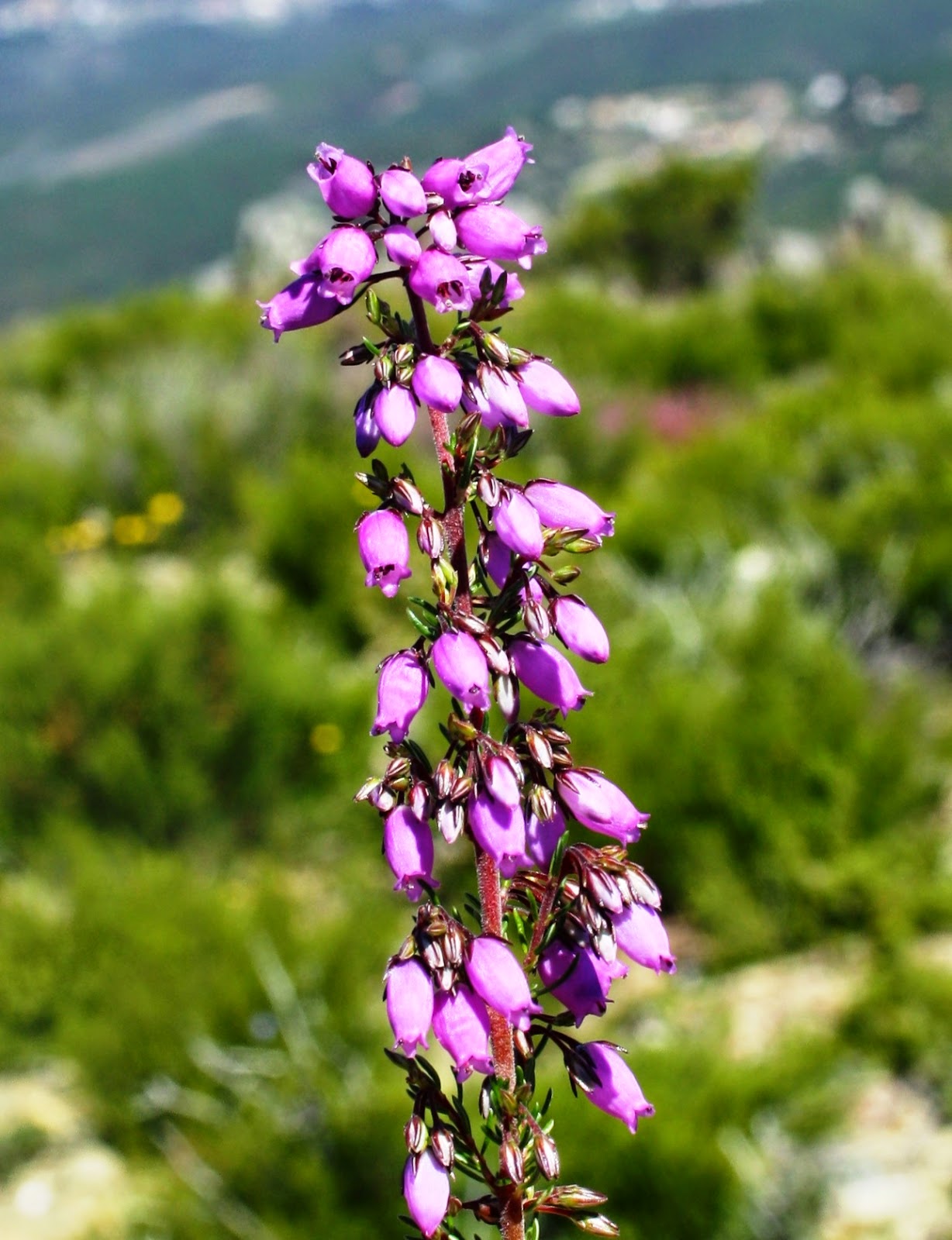 Plantas: Beleza e Diversidade: Negrela (Erica cinerea)