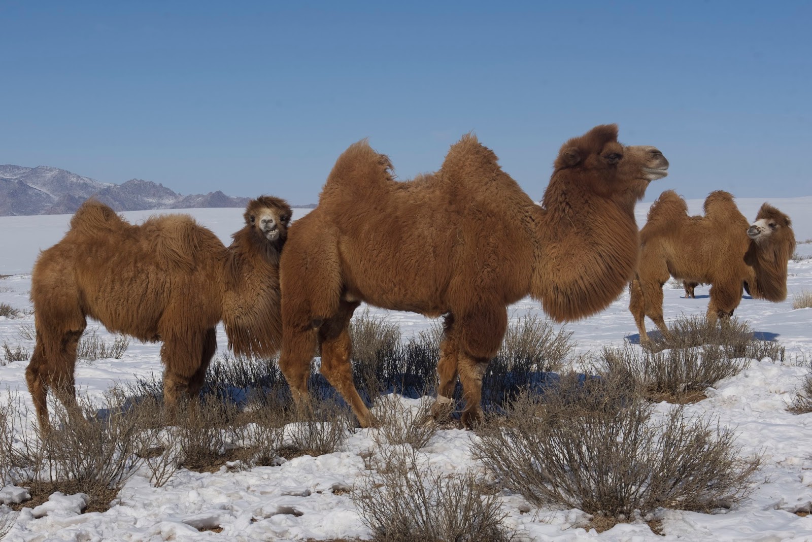 brommel: Camels in the snow