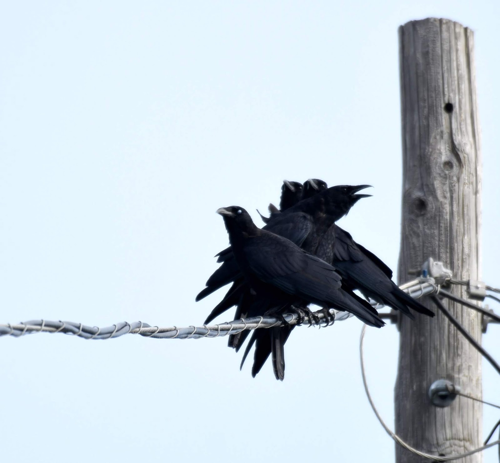 Notes from Halibut Point: Crow Socials
