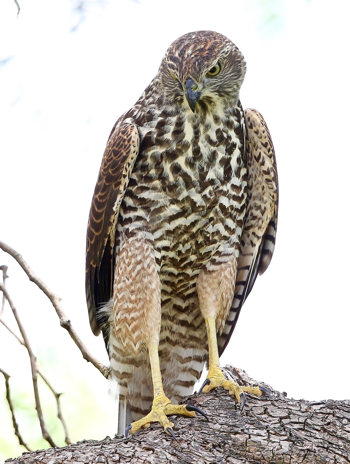 Avithera: Brown Goshawk juvenile portraits
