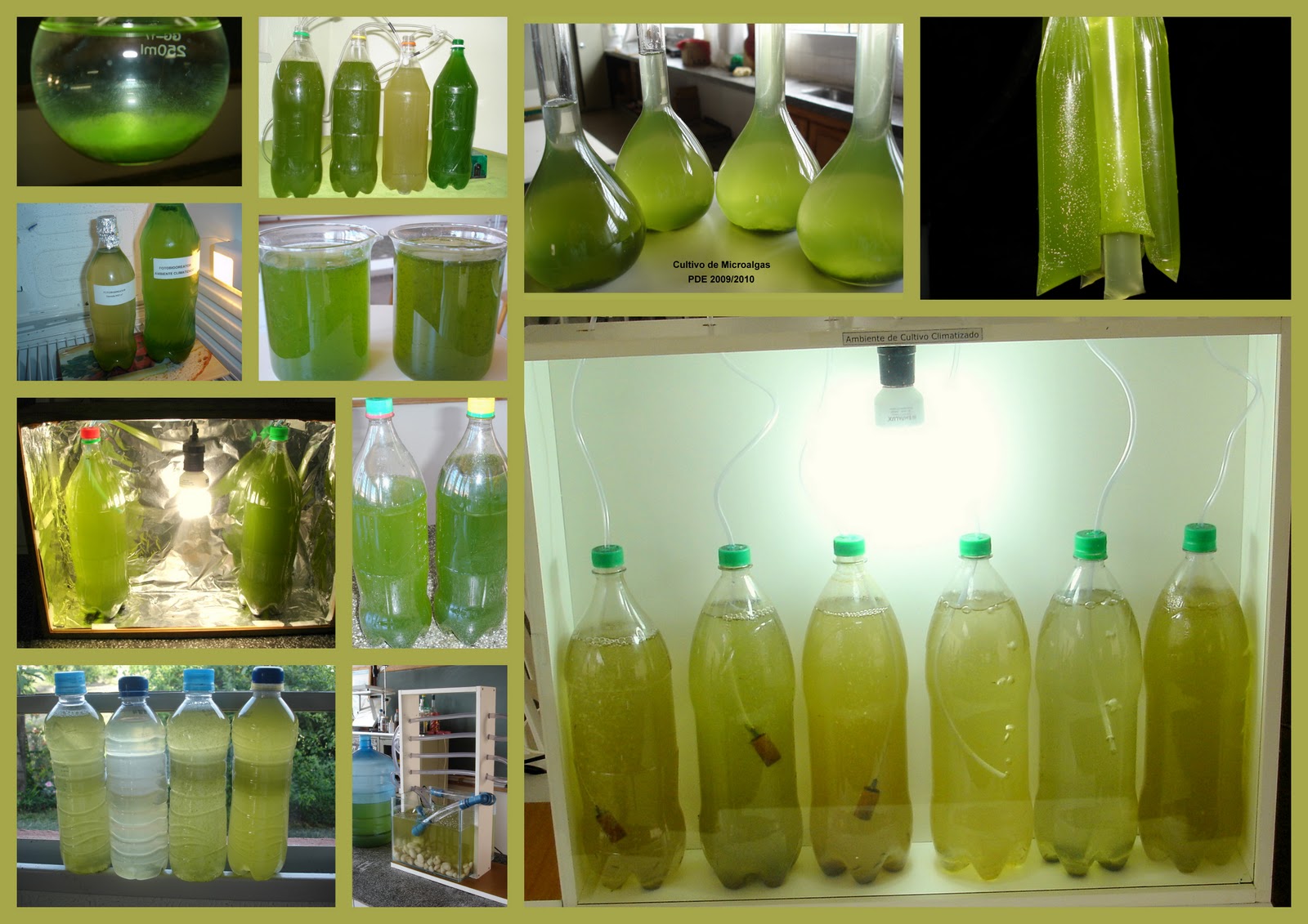 Cultivo de Microalgas em Fotobiorreatores: Momentos de biologia ...