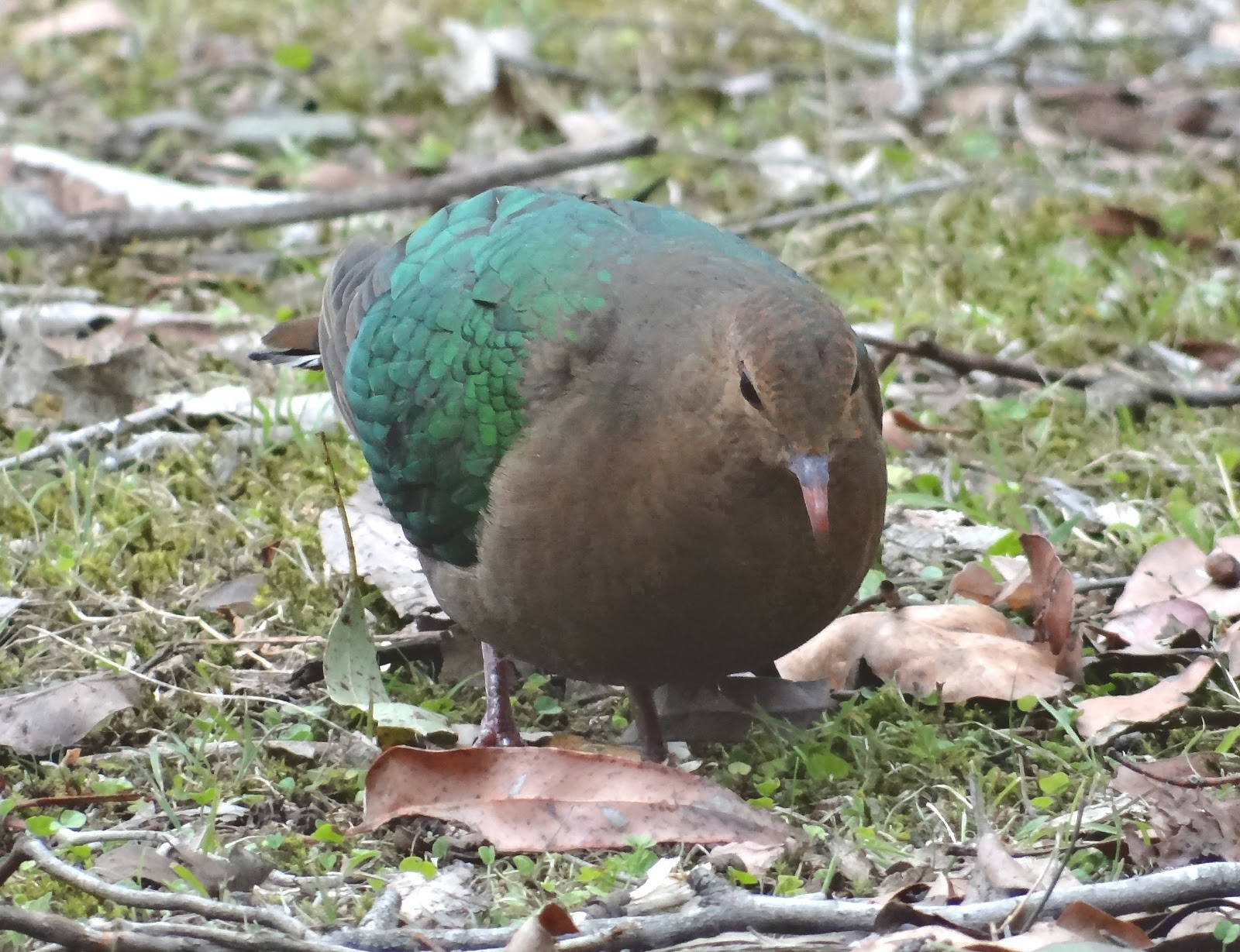 sunshinecoastbirds: Multiple Rufous Scrub-bird sightings and other ...