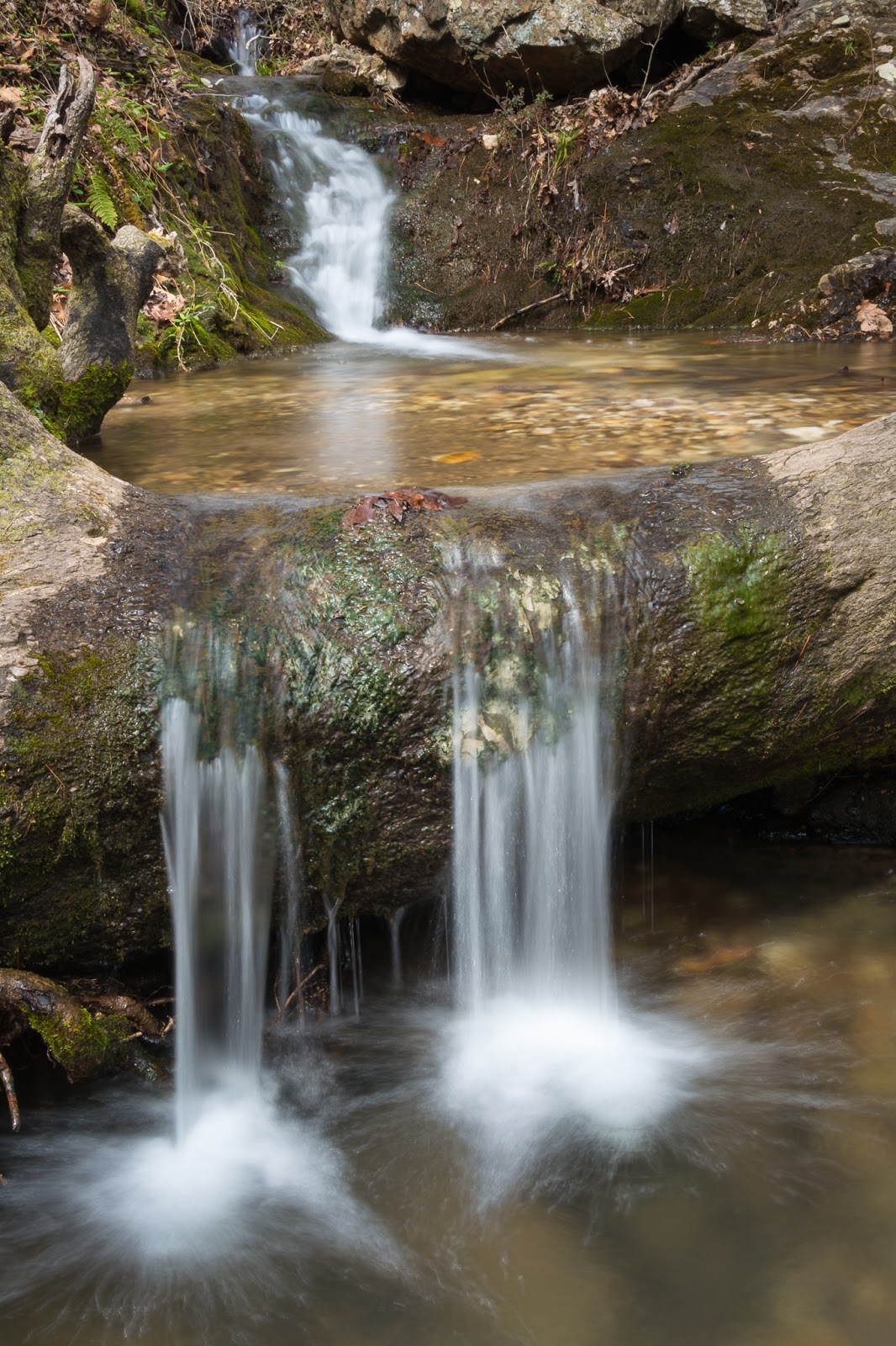 A Tree Falling: Lake Catherine State Park