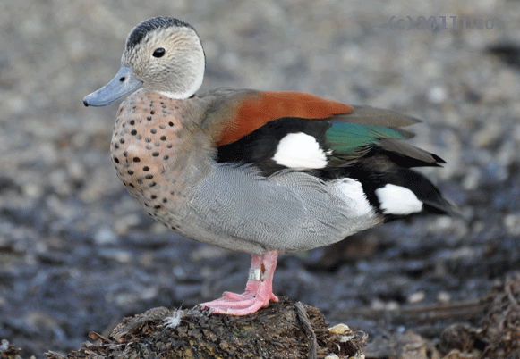 Brain Tracings (Saw This and Thought of....): London Wetlands Centre's ...