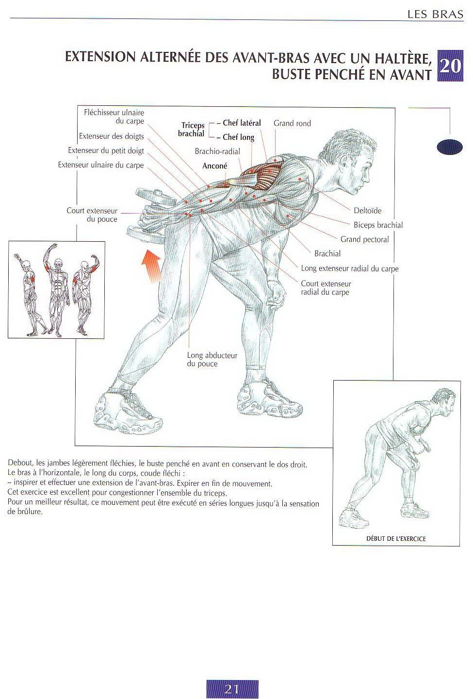 TRICEPS exercices | guide de musculation