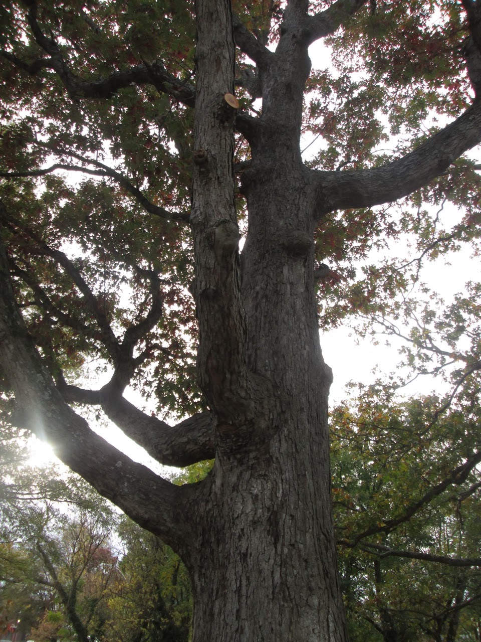 The Stir Crazy Moms' Guide to Durham: Oakwood Park (Durham)