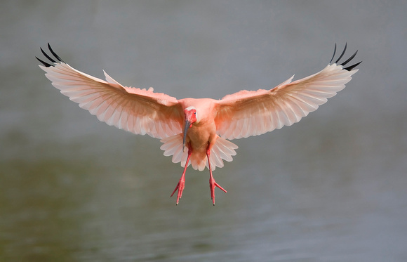 Vida Selvagem e Urbana