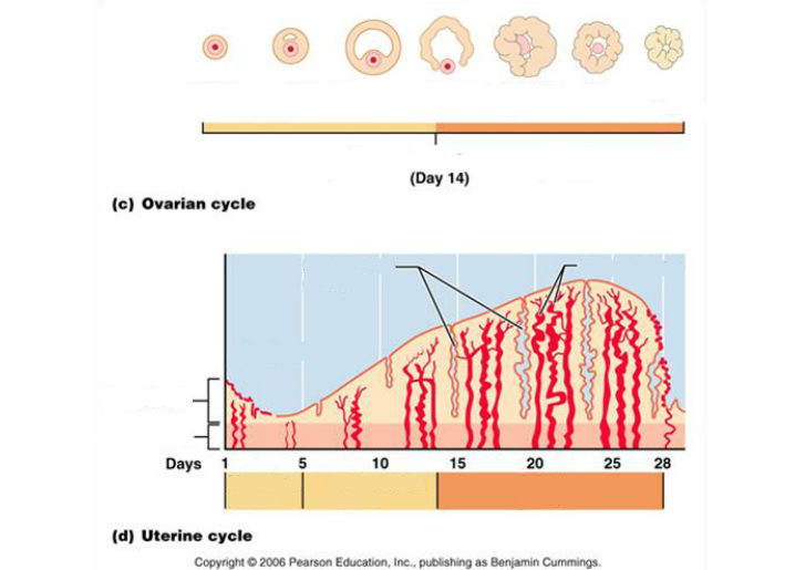 Uterus Female Reproduction Systems Ovarian