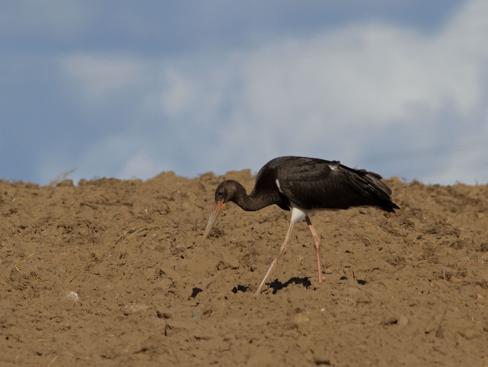 Snatur-bloggen: Sort stork ved Jordløse, Fyn august 2016.