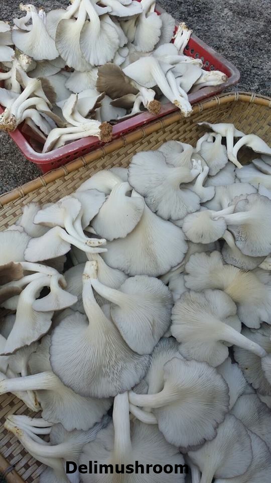 Cendawan Tiram Segar Delimushroom