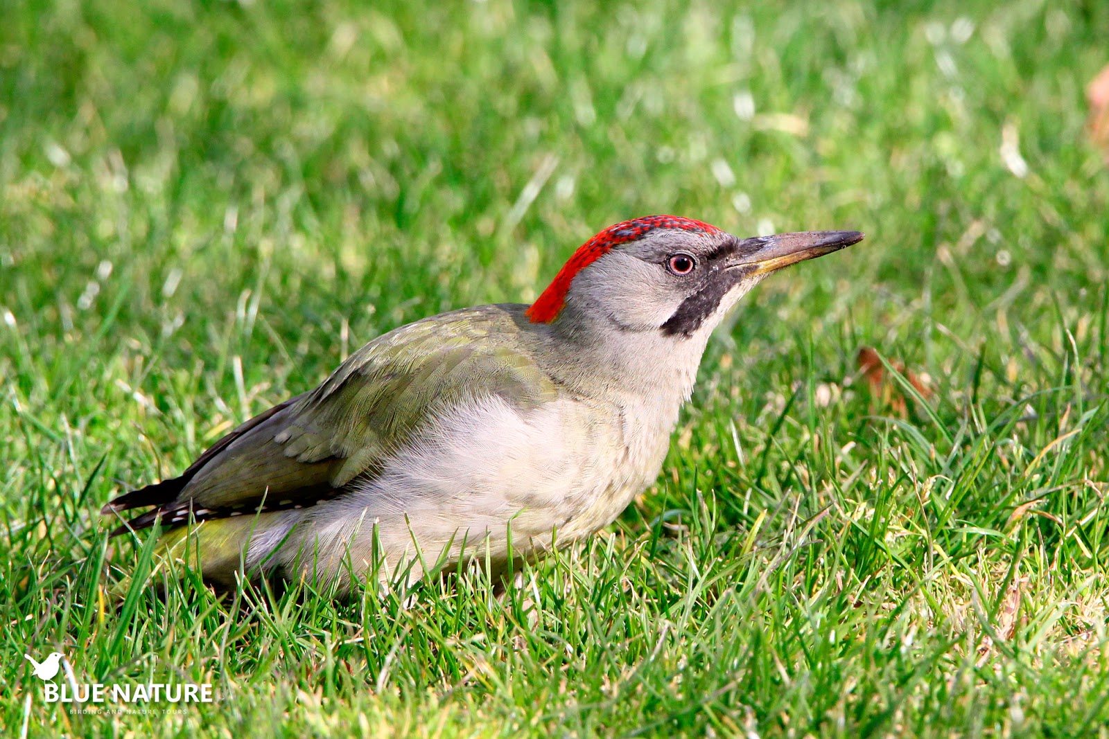 Blue Nature, el blog: Aves comunes de parques y jardines para empezar