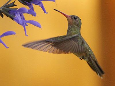 "ABRO MI ALMA Y REGALO AMOR": Hermoso Colibrí