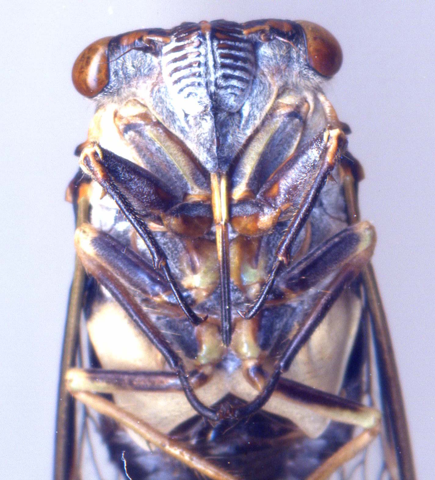 虫頭: エゾゼミ（Diceroprocta apache-cinctifera-semicincta）Scrub Cicada