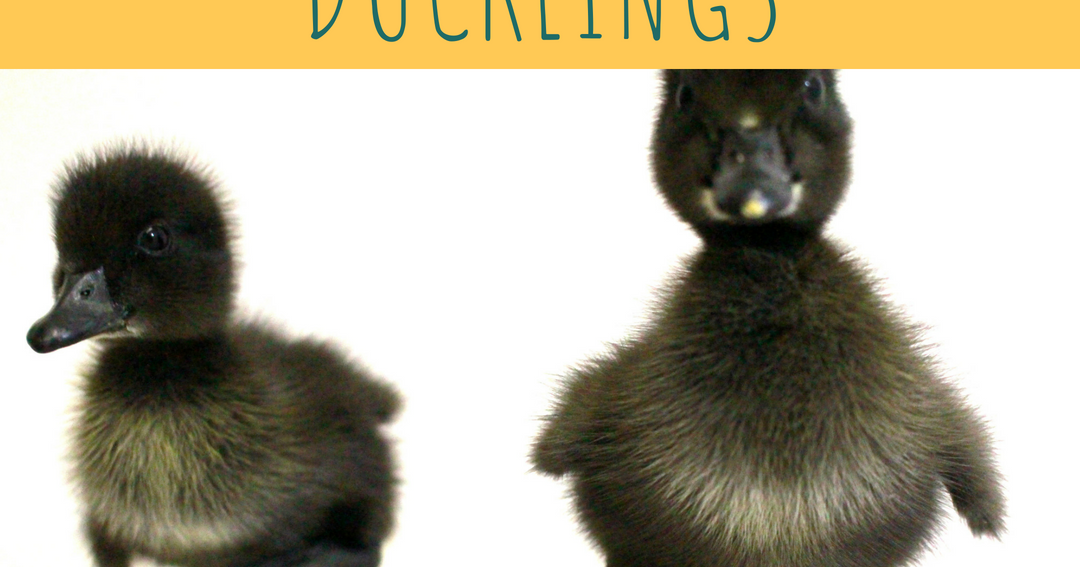 Metzer Farms Duck and Goose Blog: Cayuga Ducks