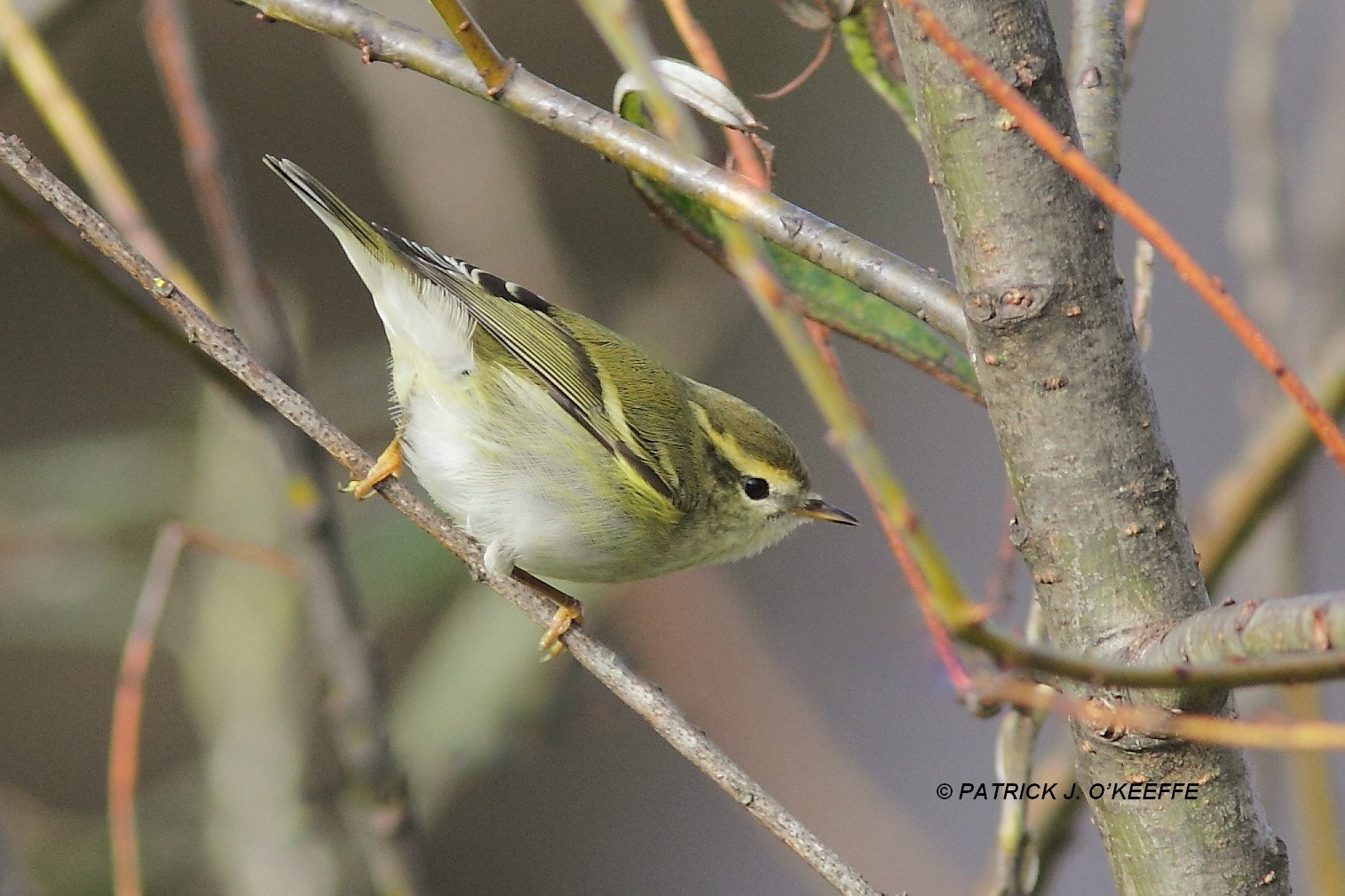 Raw Birds: YELLOW BROWED WARBLER Phylloscopus inornatus Cotter's Garden ...