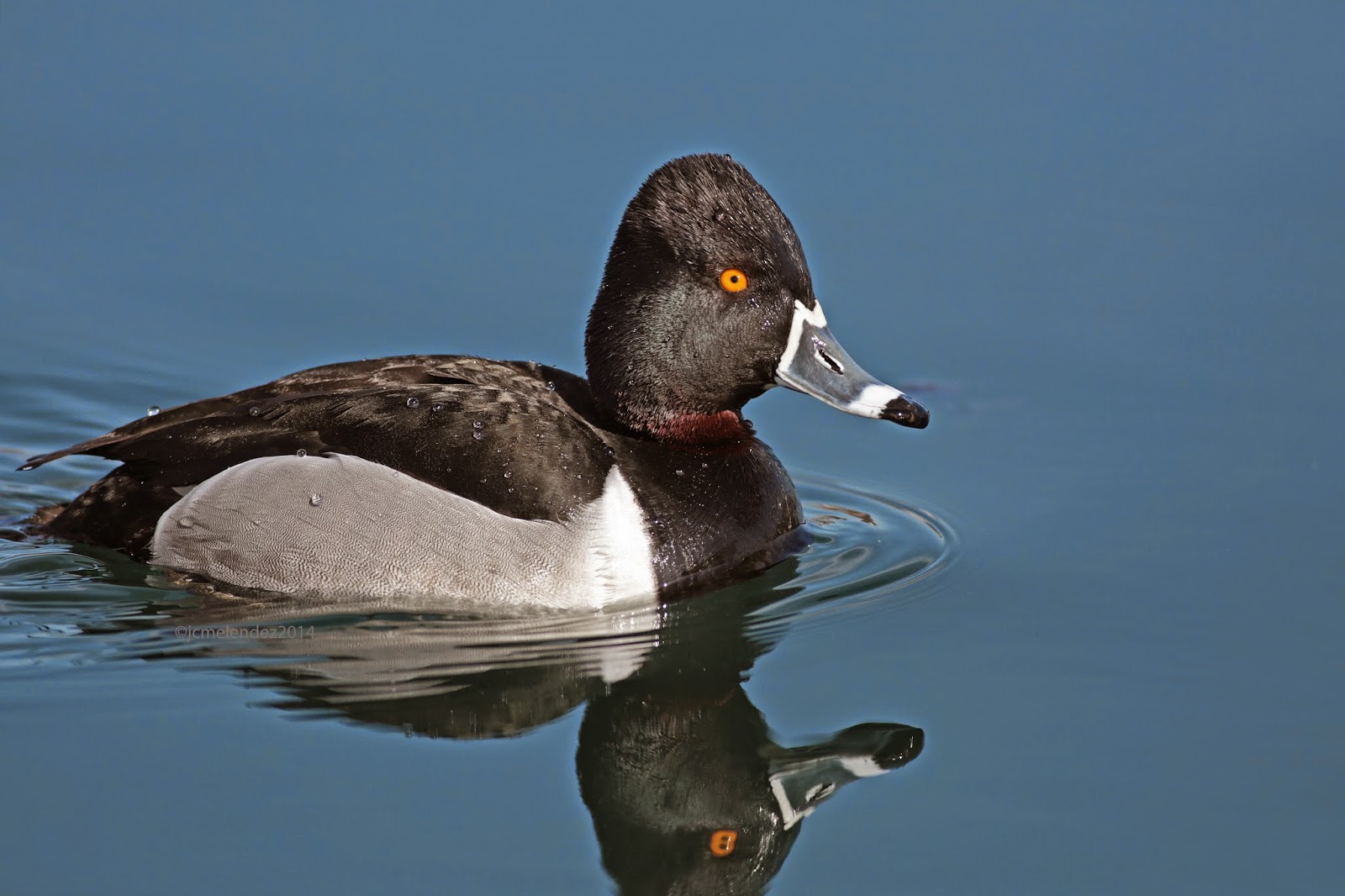 Janice's Birding Blog: Ring-billed, errr, I mean Ring-NECKED Duck!