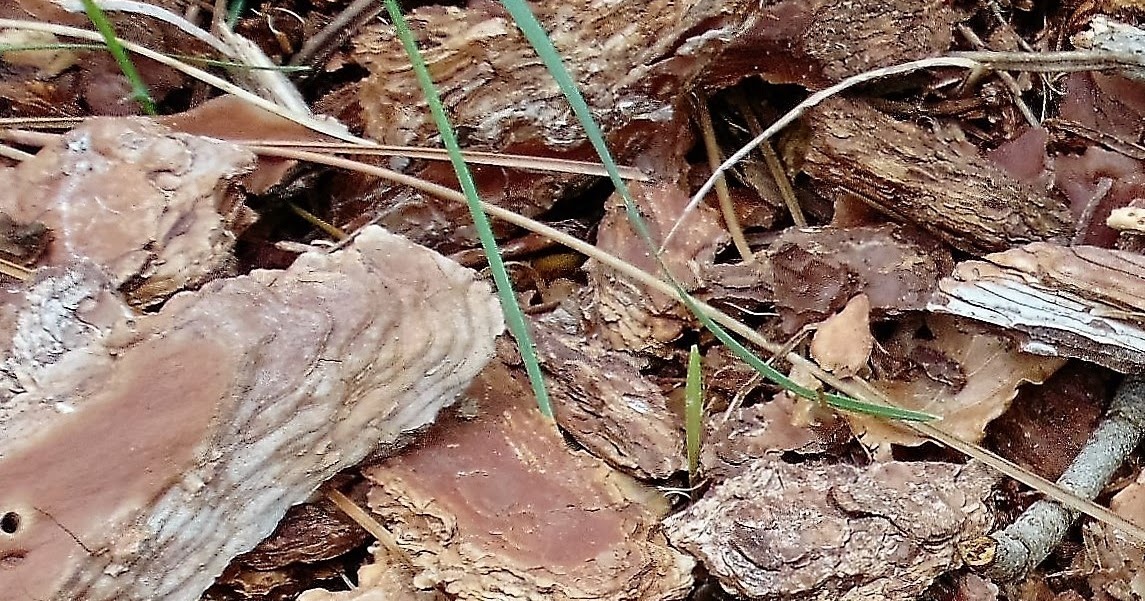 Mon Potager d'Eden: Que faire avec l'écorce de pin...