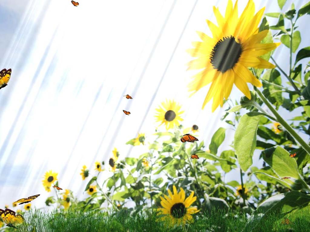 Beautifully Animated Screensavers Butterflies | Moving Wallpapers