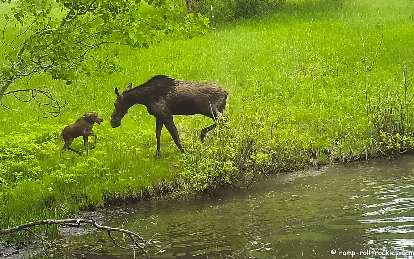 Romping and Rolling in the Rockies: Wildlife Monday - A Mama Moose and ...