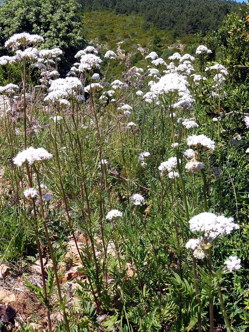 MALINALLI · herbolaria médica: VALERIANA, valerian, cat's herb ...