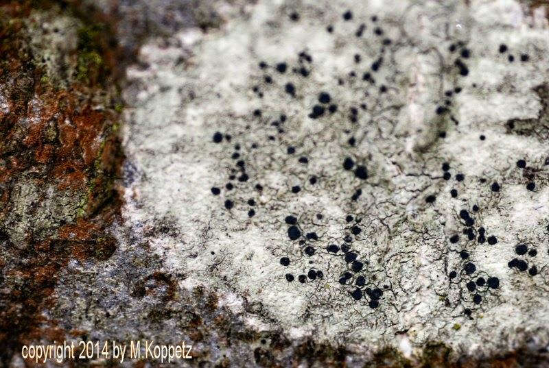 Die Pflanzenwelt von Düsseldorf-Holthausen und angrenzenden Gebieten ...