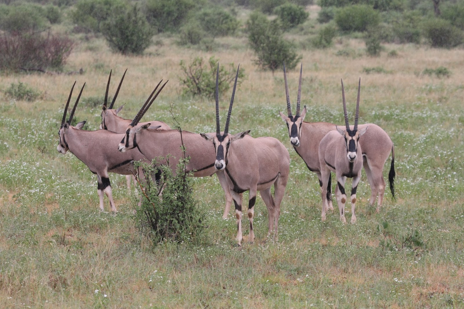 Kenya Safari Holidays: Besia Oryx Facts