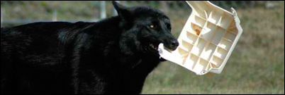 Florida black wolf ~ Everything You Need to Know with Photos | Videos