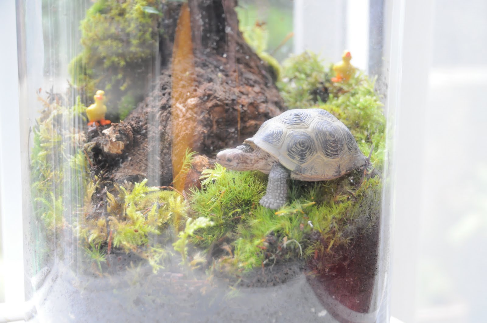 Terrarium & Timmy: Tortoise strolling in a terrarium