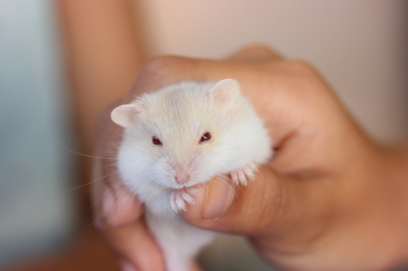 Campbell Mottled Argente ( Hamster Gallery ) | Jual Peralatan ...