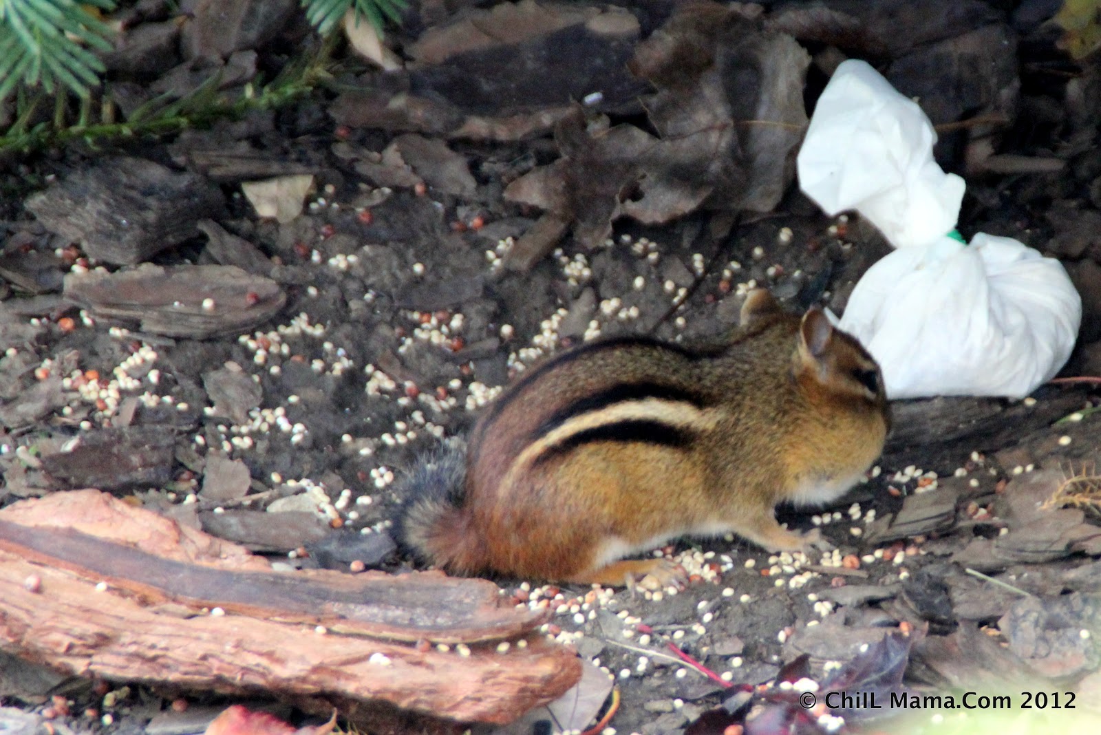 ChiIL Mama : Chipmunk N Children #Ohio #nature