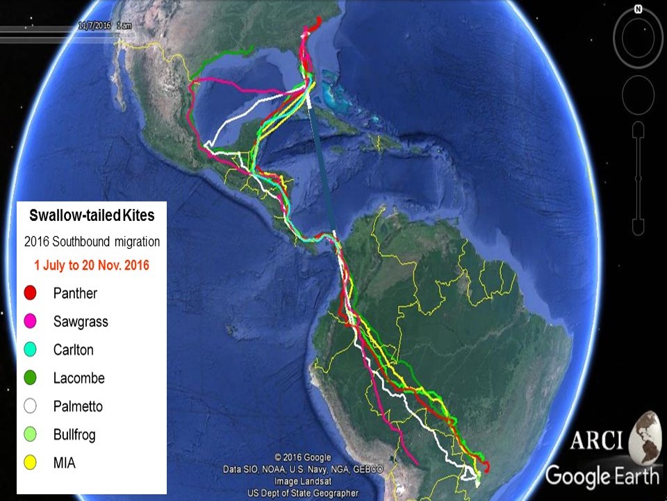 Swallow-tailed Kite Migration