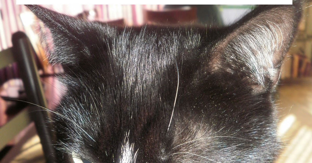 Catladyland: Cats are Funny: Hairball-Eater's Image is Improved