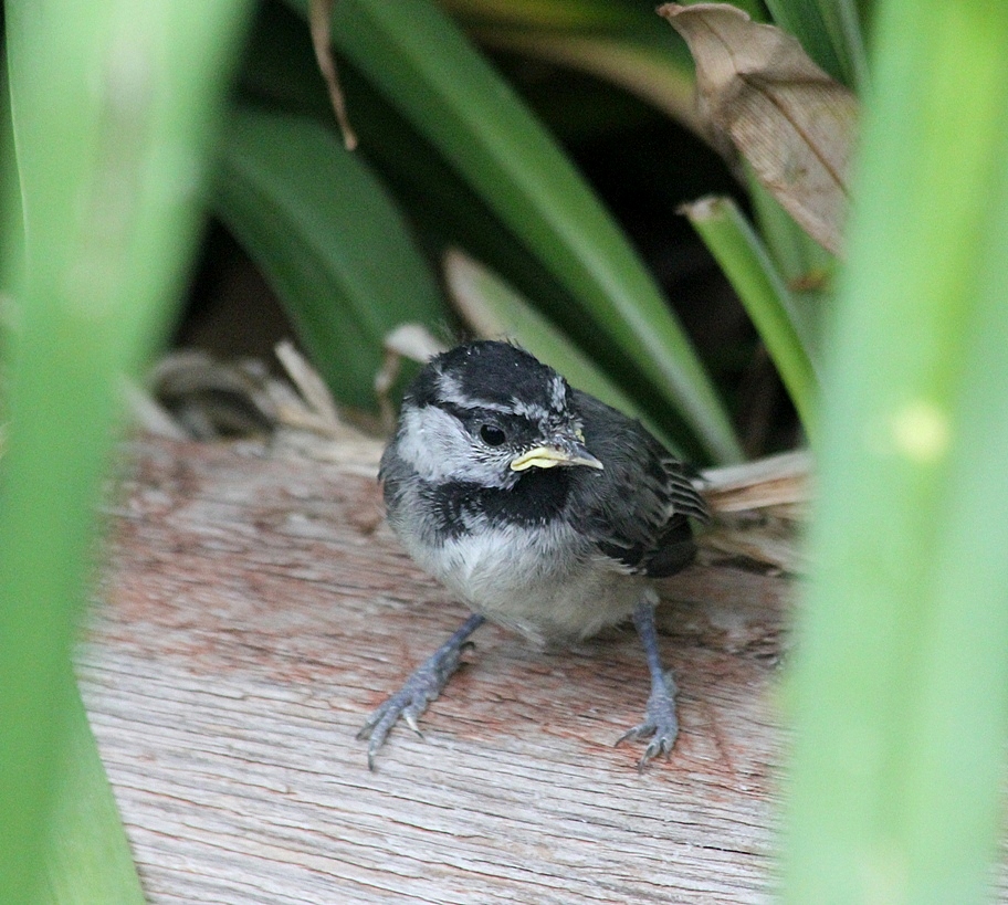 Parker's Barkers: Baby Chickadees