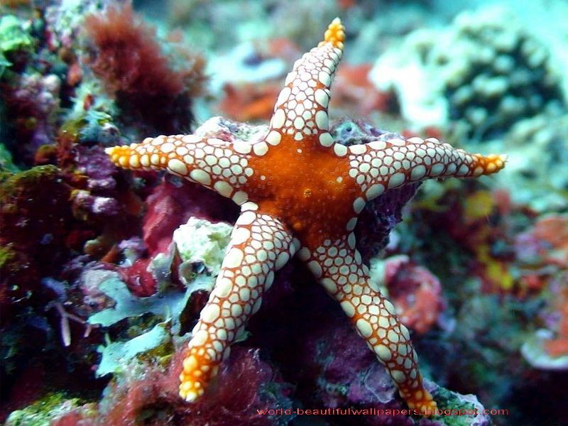 Star Fish Wallpapers | Zone Wallpaper Backgrounds
