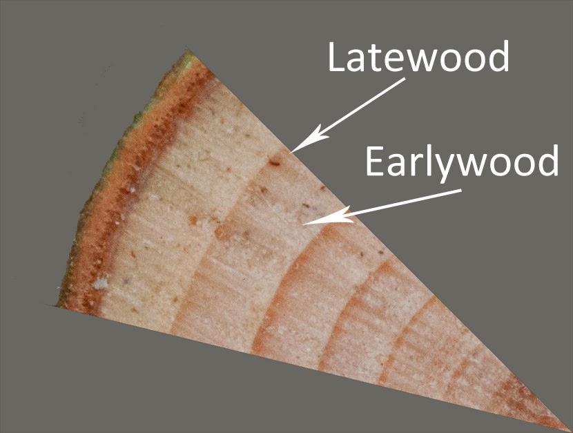 Garden65: Space, Time and Tree Rings