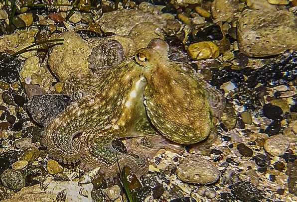 Biodiversity of Cyprus by NGO Protection of the Natural Heritage and ...