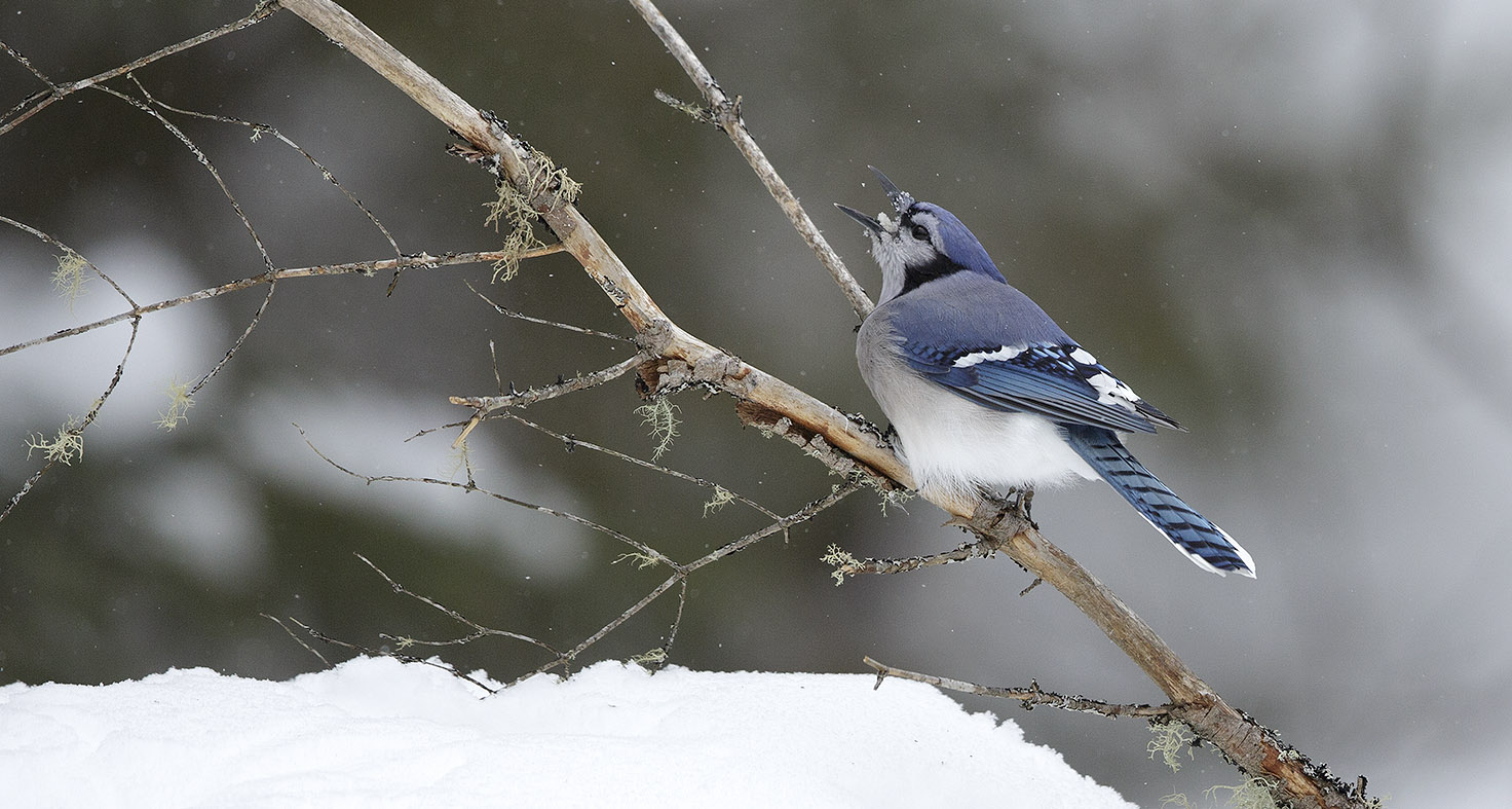 pewit: winter Blue Jays