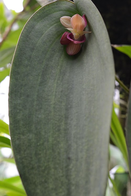 The Orchid Column: Openings: Pleurothallis cyanea