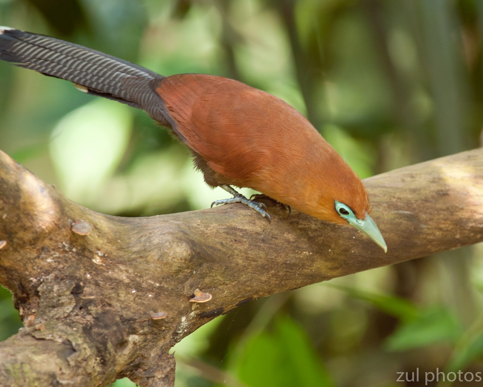 Zul Ya - Birds of Peninsular Malaysia: Raffles Malkoha
