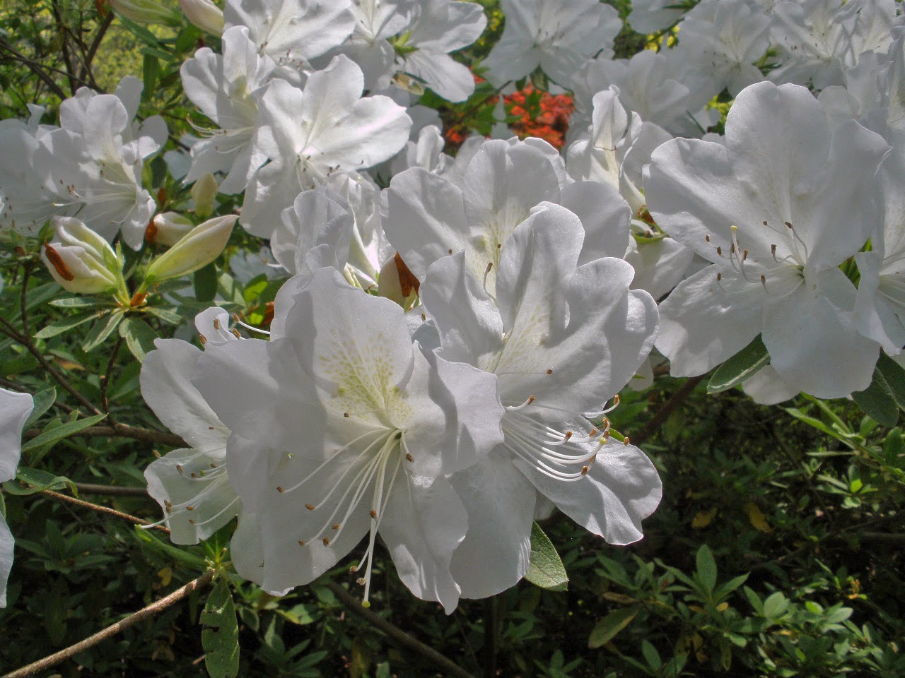 MARIETTE'S BACK TO BASICS: {Our Mrs. G. G. GERBING Azaleas}