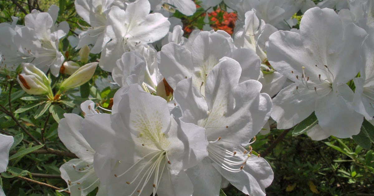 MARIETTE'S BACK TO BASICS: {Our Mrs. G. G. GERBING Azaleas}