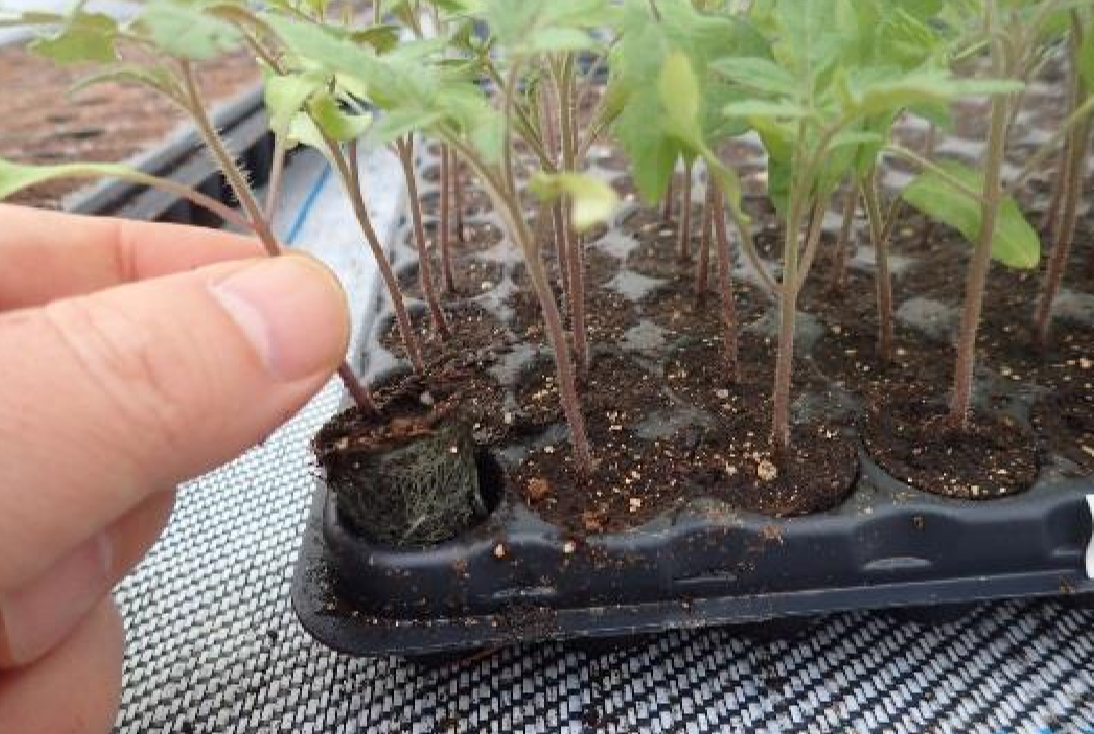 クラスマン: Growcoon（グロークーン）