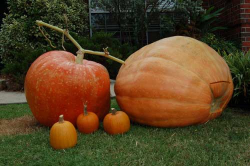 Seed To Feed Me PUMPKINS seed-to-feed-me-pumpkins