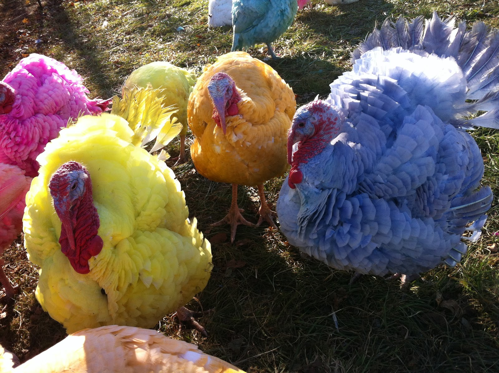 Purple Turkeys – This Old House 2