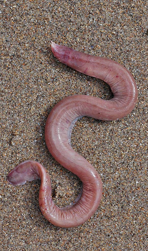 CABINET OF CURIOSITIES: Not for the squeamish ....