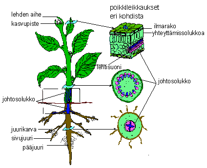 BI2: Oppimispäiväkirja: 6. Kasvien vesi- ja ravinnetalous